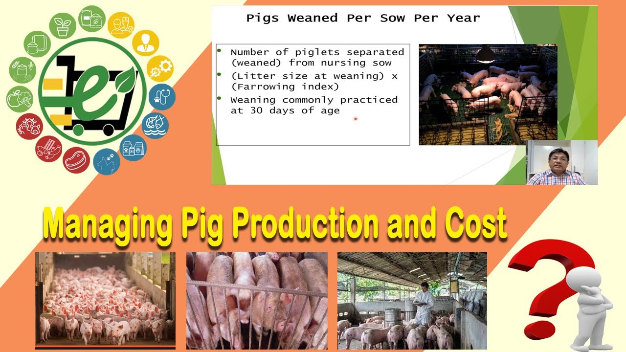 Pig Production What to know - YouTube