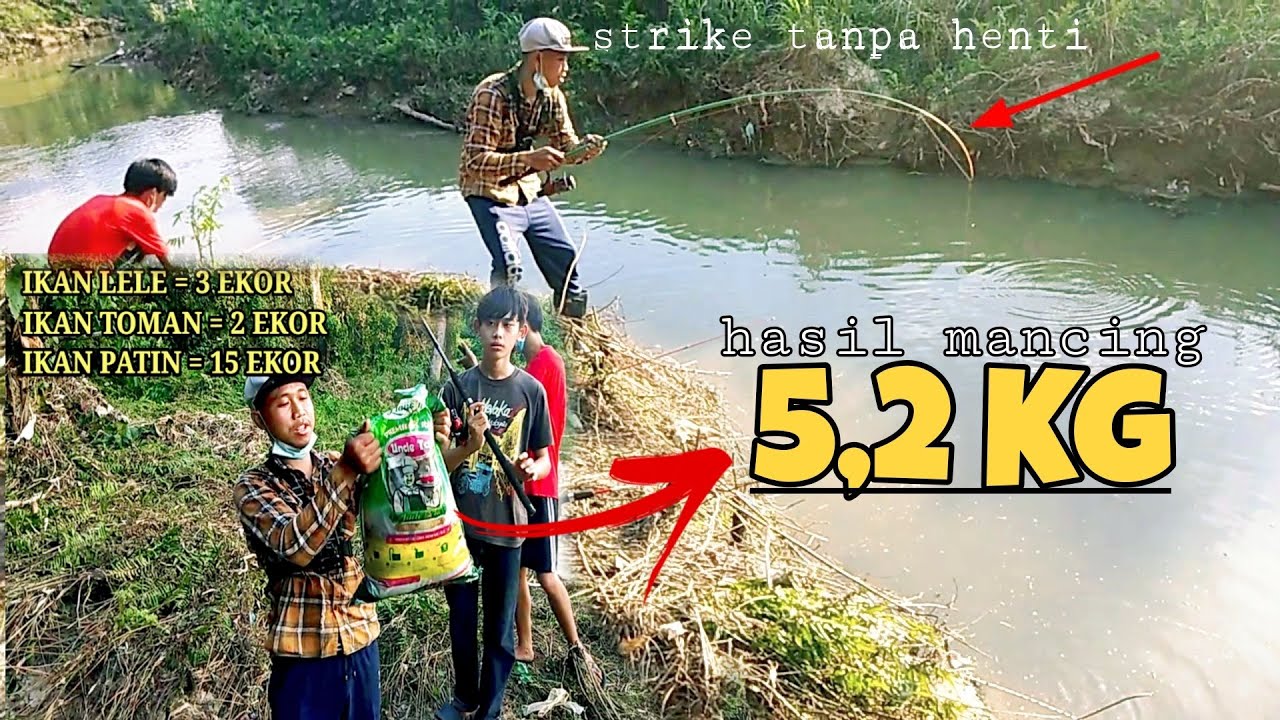 Rekor Baru !!! Hasil Mancing Ikan Disungai Bisa Dapat Sebanyak Ini - YouTube