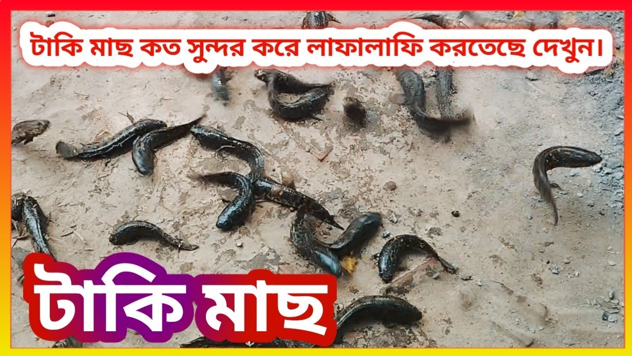 Taki Fish || Taki Mach ||Taki fishingVideos. - YouTube