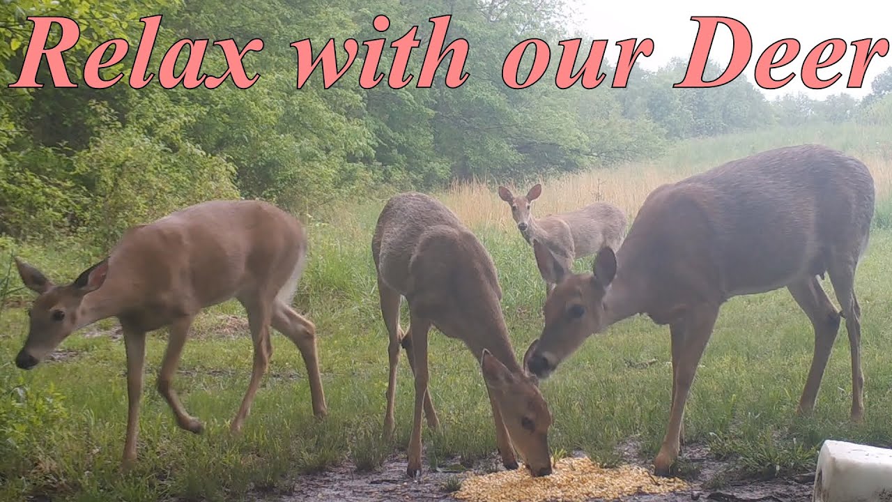 Relax With Our Deer #363 - YouTube