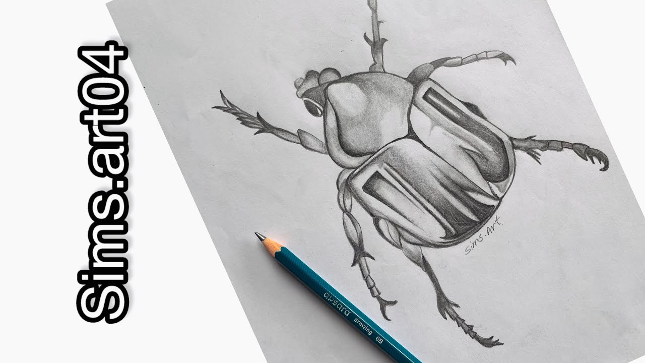 How to draw realistic beetle drawing || Insect drawing | Graphite ...