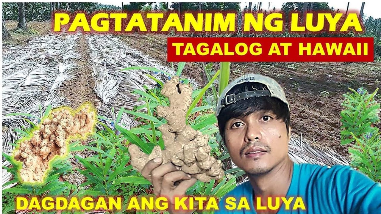 PAANO MAGTANIM NG LUYA NA TAGALOG AT HAWAII, ANO ANG KAIBAHAN NG DALAWA ...