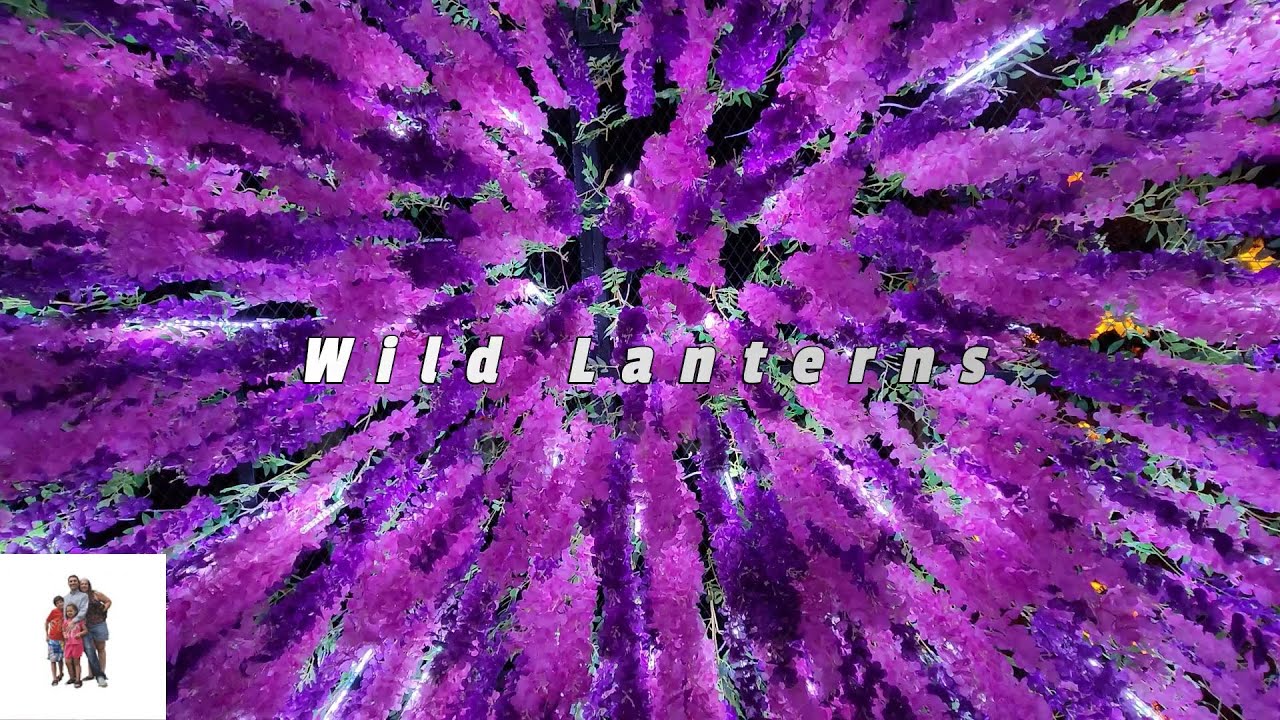Wild Lanterns, Woodland Park Zoo, Seattle - YouTube