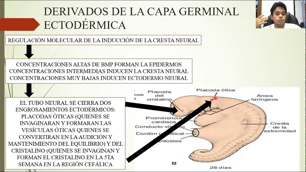EMBRIOLOGÍA: DE LA TERCERA A LA OCTAVA SEMANAS: EL PERIODO EMBRIONARIO ...