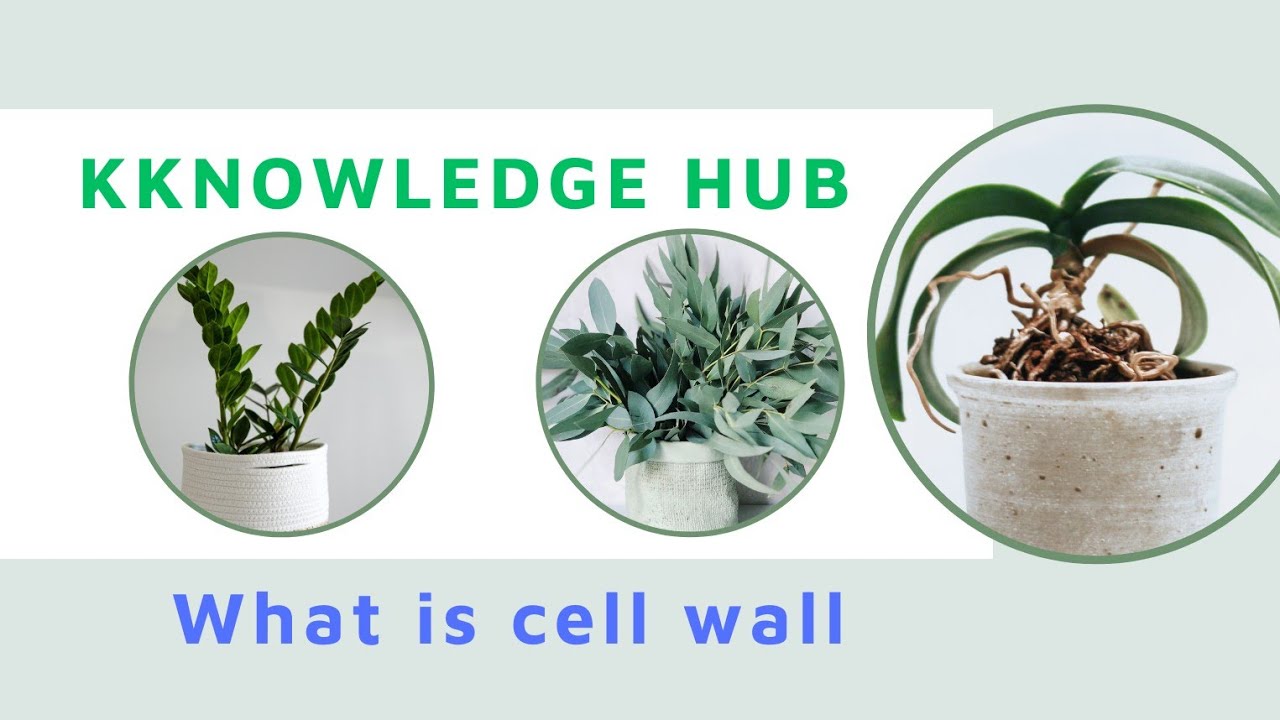 What Is Cell Wall YouTube what-is-cell-wall-youtube