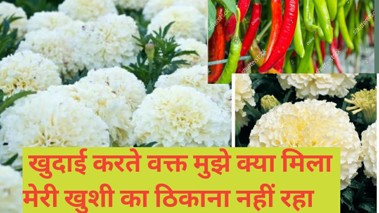 Information of all about white marigold and mirchi plant ## ...