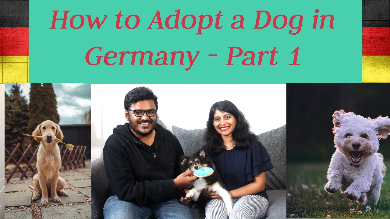 How Do I Adopt A Dog From Germany