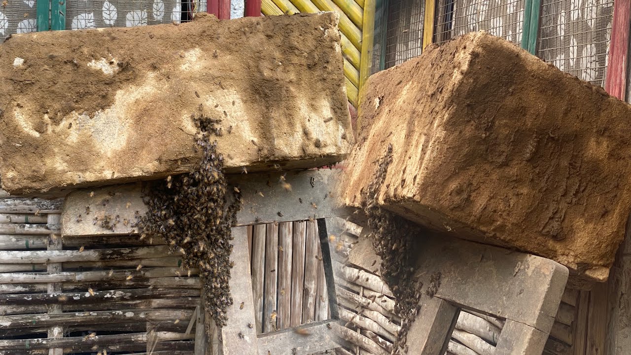 Naya ghaarma naya mahuri🐝🐝 aayer baseu 🥰//new bees 🐝 🐝 🐝 are settled in ...