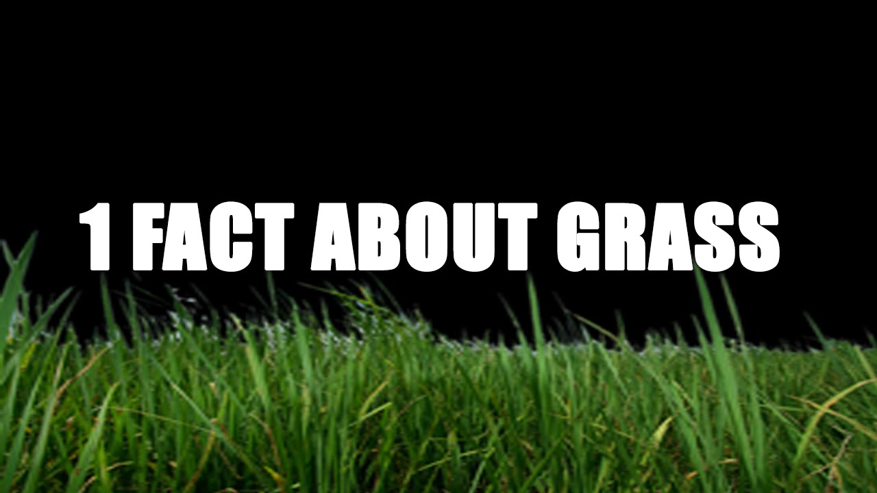 1 Fact About Grass - YouTube