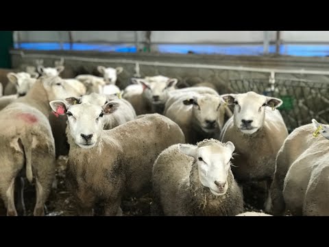 Doğu friz | Texel | ırklarımızın mera dönüşü