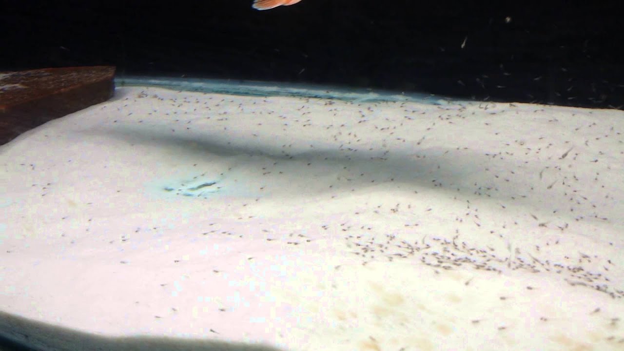 next peacock bass fry - YouTube