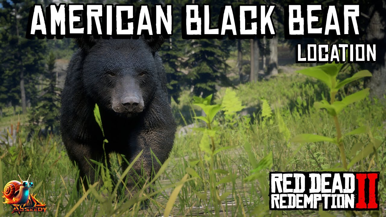 American Black Bear Location - Red Dead Redemption 2 - YouTube