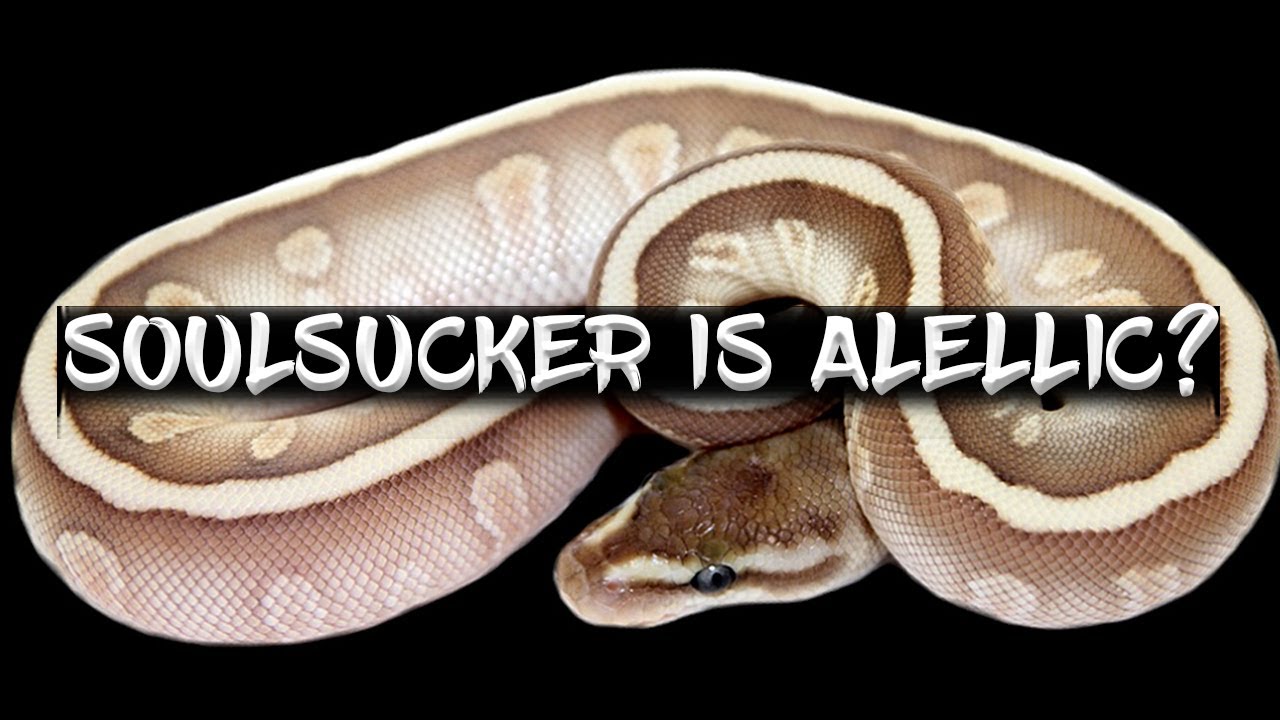 Is the 'Soul Sucker' Ball Python... Allelic? - YouTube