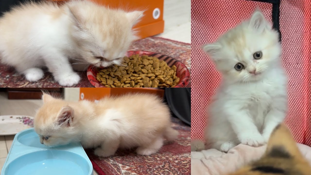 1 month kitten eating cat food | playful kitten | Persian cat | cat ...