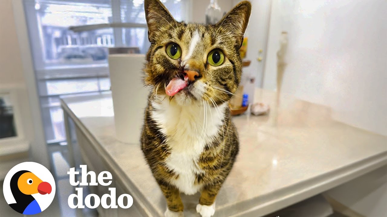 Cat Missing Half Of His Face Doesn't Know He's Different | The Dodo ...