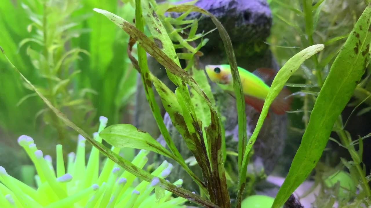 Glozelle the Globetta - YouTube