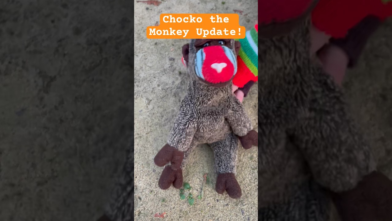 Chocko The Monkey Update!!! #Chocko #ChockoTheMonkey #ChockoTheMonk - YouTube
