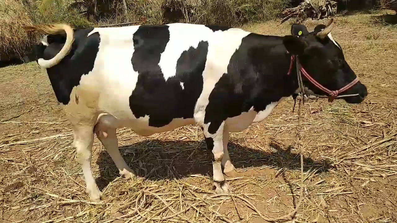 cow0 4 - YouTube