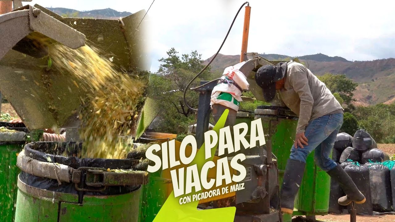 Silo de maíz para ganado - YouTube