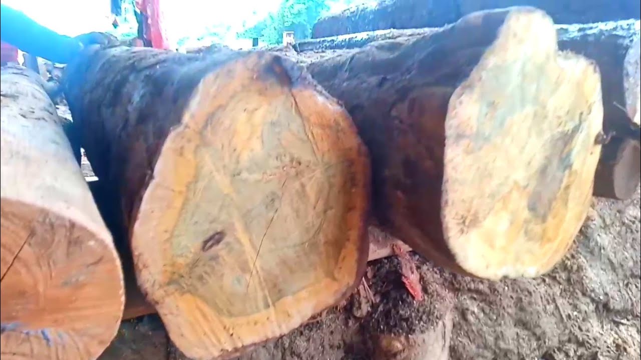 PENGGERGAJIAN KAYU LABAN - YouTube