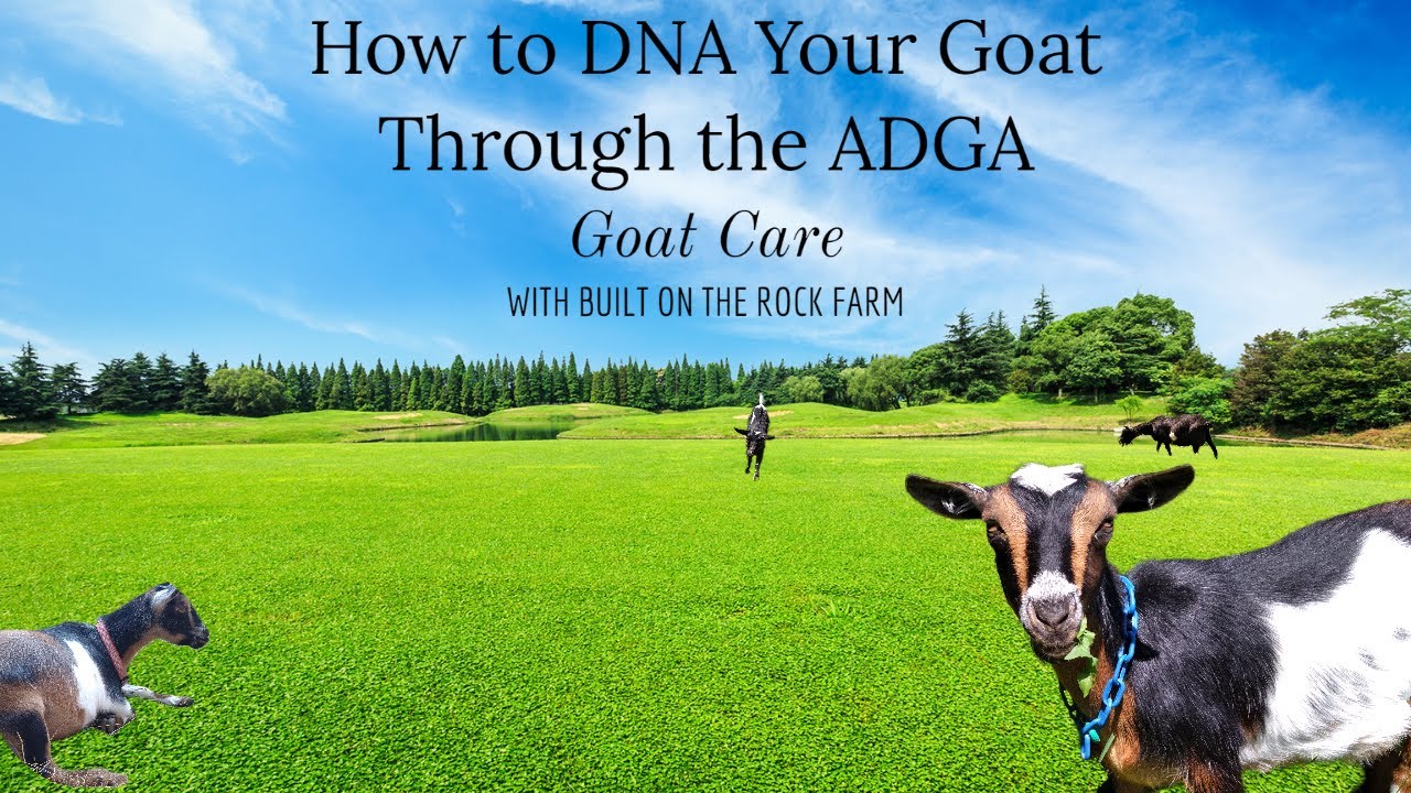 How to DNA Your Goat Through the ADGA/Built on the Rock Farm/Nigerian Dwarf Goat - YouTube