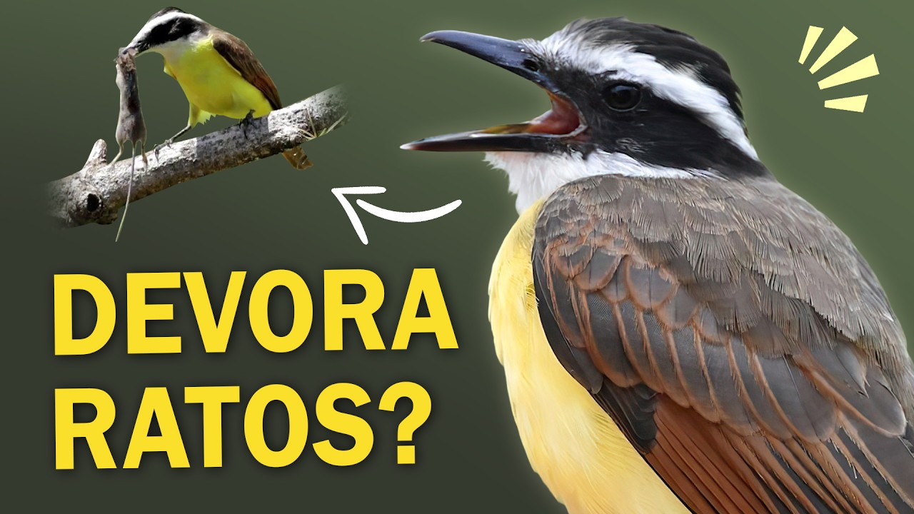 BEM-TE-VI: TODOS os CANTOS e curiosidades da ave mais popular do Brasil ...