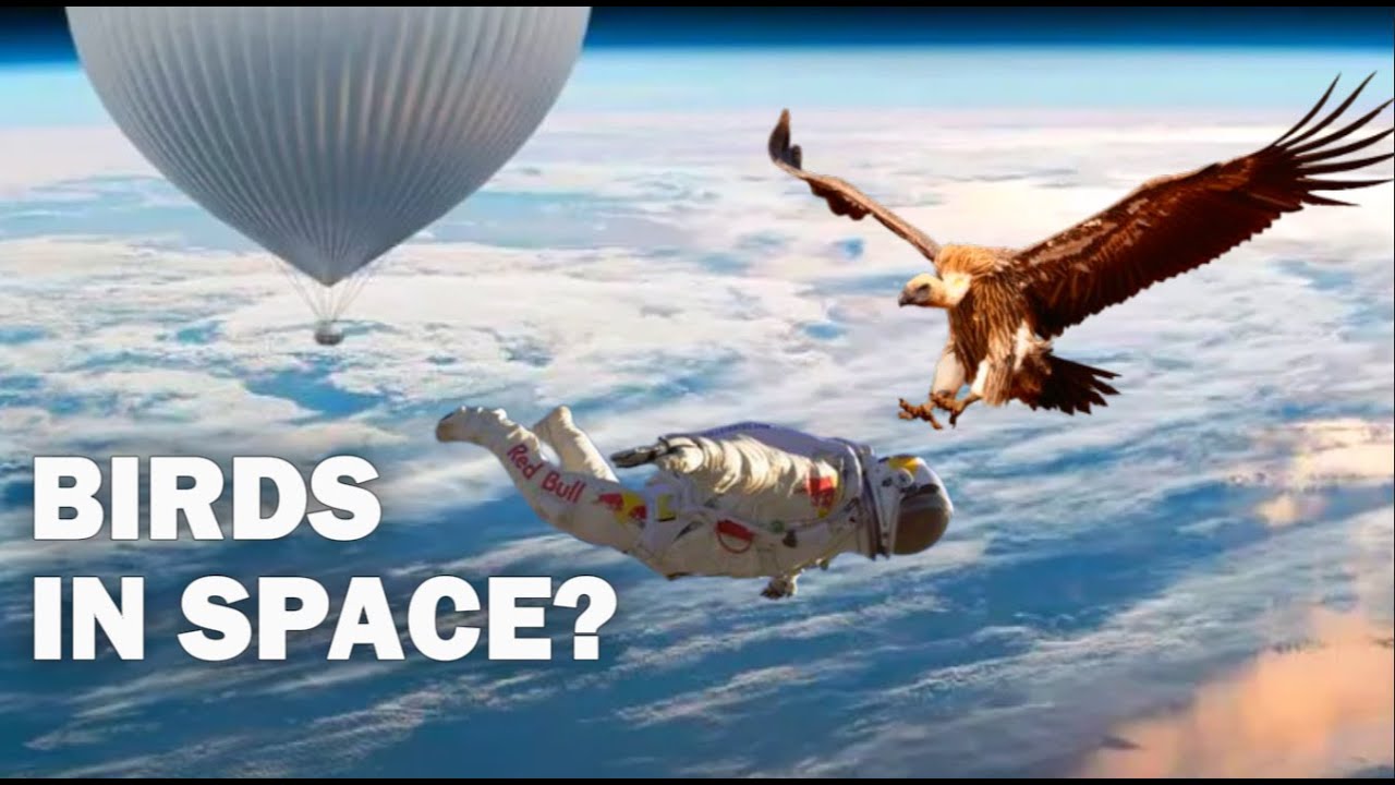 This Birds Can Fly in Stratosphere | How Do They Survive There? - YouTube