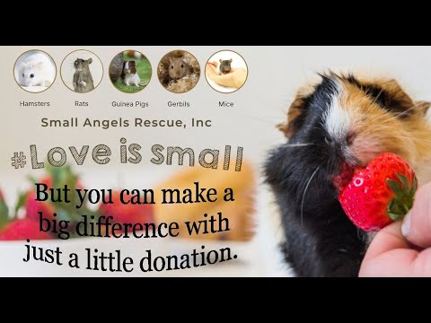 FFV Four Job Fiesta (Knight, Red Mage, Bard, Samurai) 27 — Legendary ...