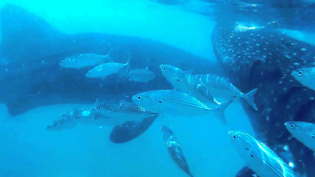 Tanawan, Oslob, Cebu, Philippines Swimming with Whale Sharks February ...