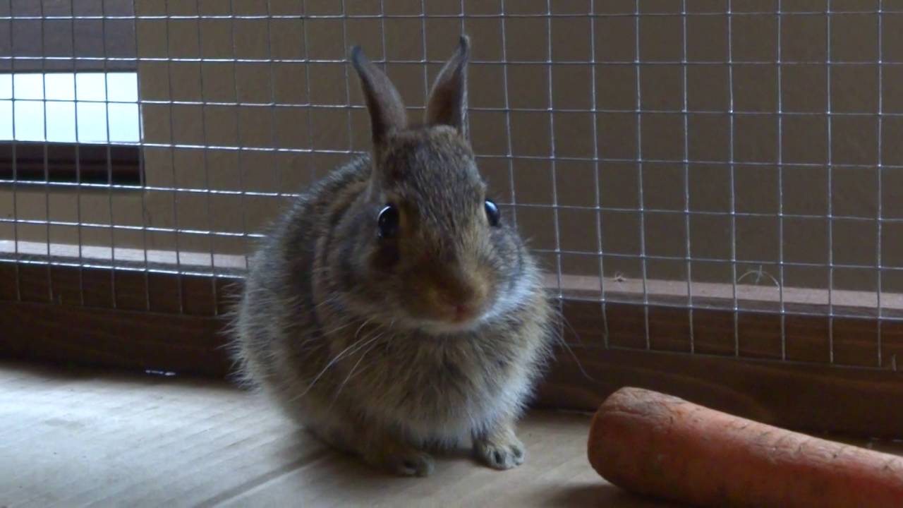 bunnys farts - YouTube