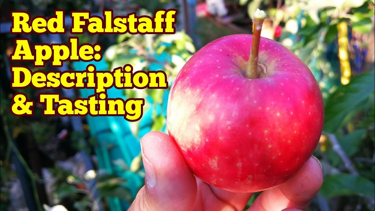 Red Falstaff Apple : Description & Tasting / How It Looks Like In Late ...
