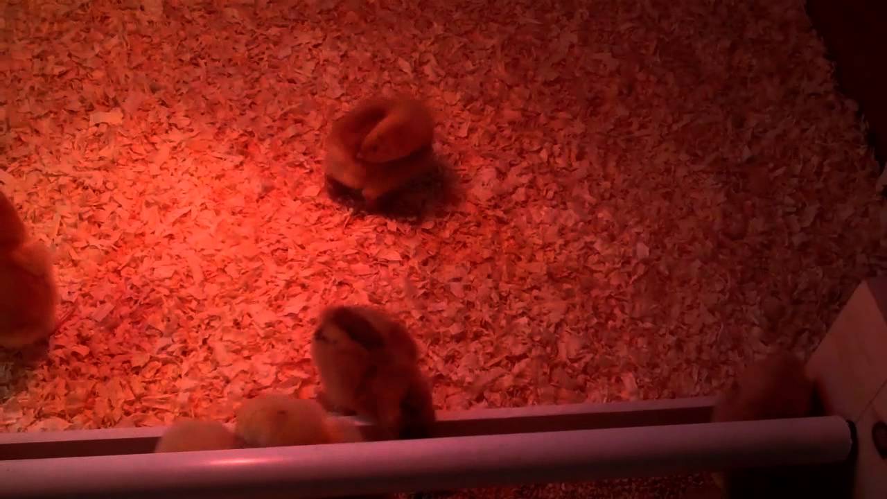 Freedom Ranger Meat Birds - YouTube