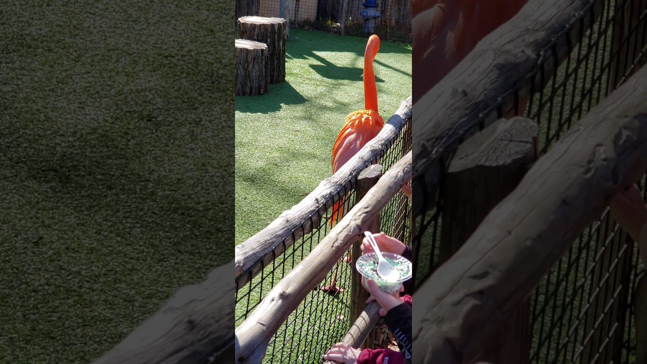 Flamingo Walk - YouTube