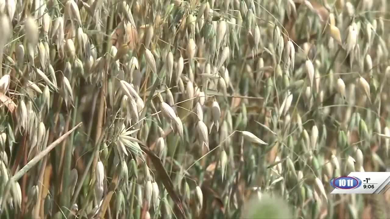 CommonGround Nebraska: Cold tolerant crops - YouTube