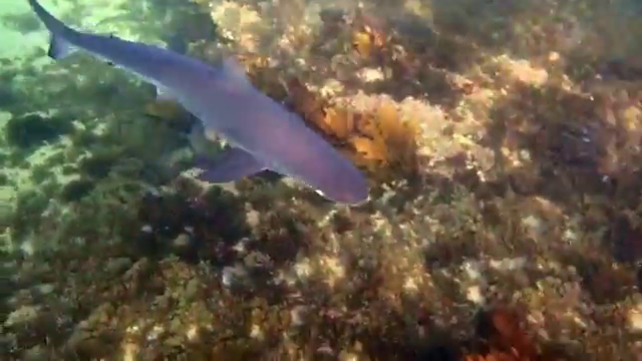 Dusky Whaler Sharks at Cabbage Tree Bay - YouTube