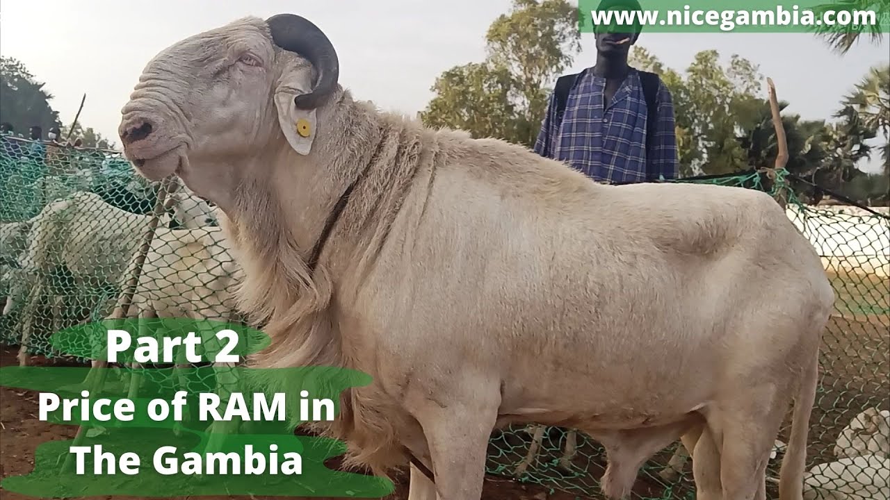 Prices of RAM in The Gambia | Youth in Business Entrepreneurship in The ...