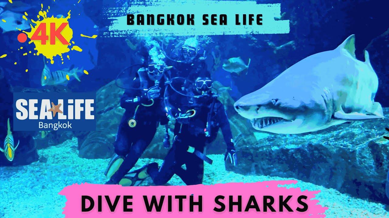Dive With Shark - Sea Life Bangkok Ocean World | Thailand | 13 Sharks ...