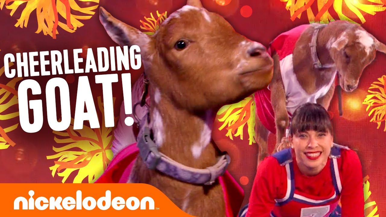 Meet Gizmo: the CHEERLEADING Goat! 🐐 Nickelodeon's Unleashed - YouTube