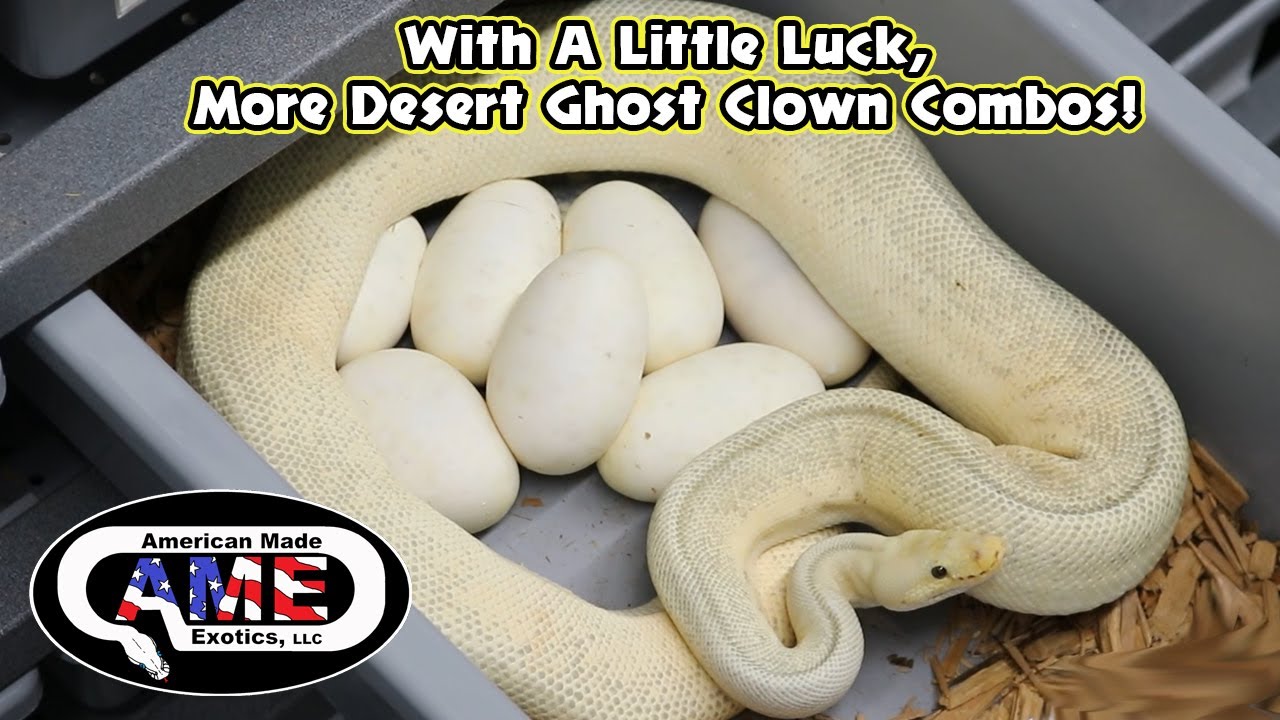 With A Little Luck, More Desert Ghost Clown Combos! AME v41 - YouTube