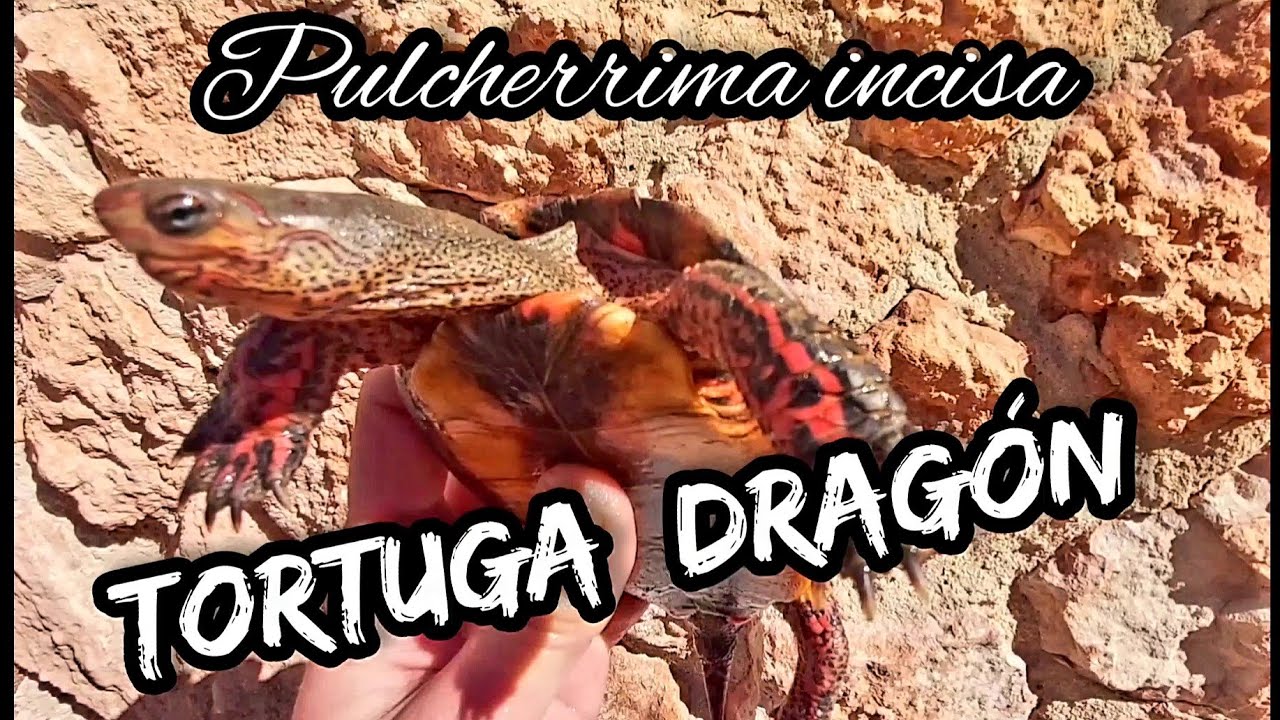 tortuga Dragón macho con las hembras, pulcherrima incisa - YouTube