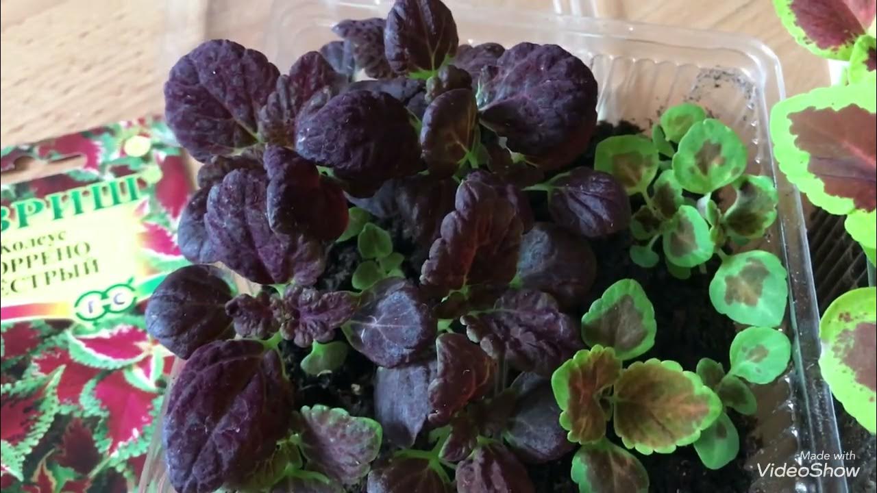 Колеусы от посева до пикировки.Колеусы из семян от А до Я. - YouTube