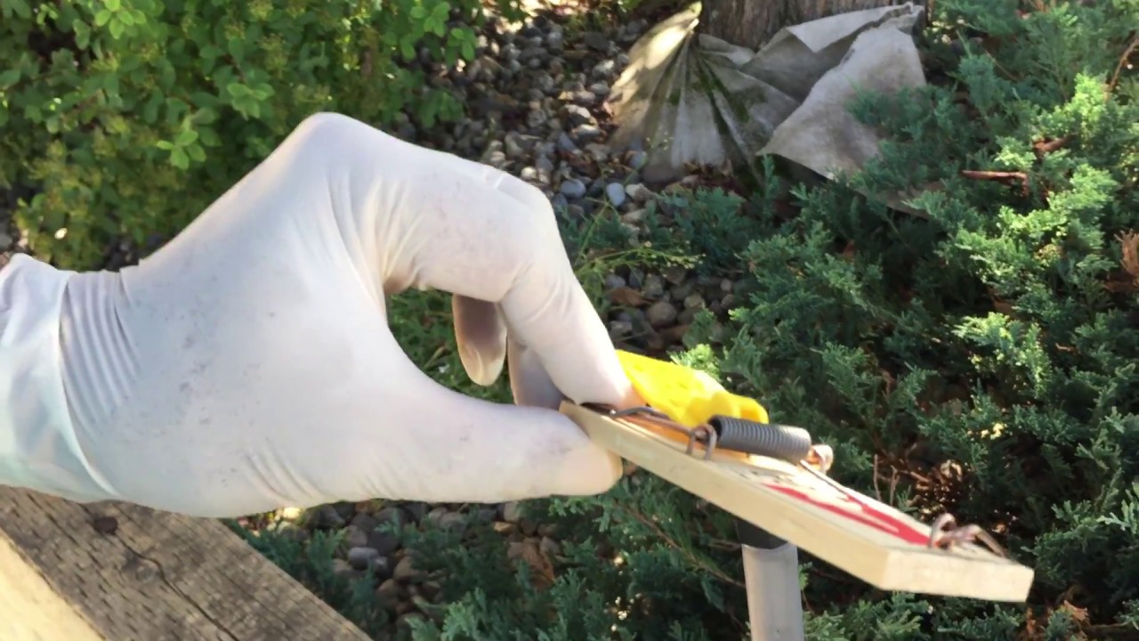 Trapping voles. - YouTube