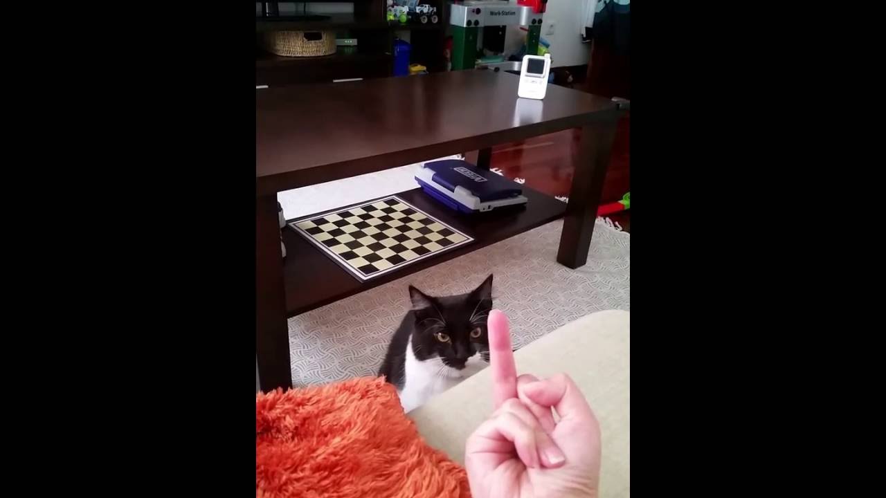 cat hates being flipped off - YouTube