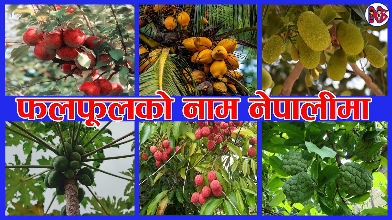 Names of Fruits in English and Nepali । फलफूलको नाम नेपालीमा। - YouTube