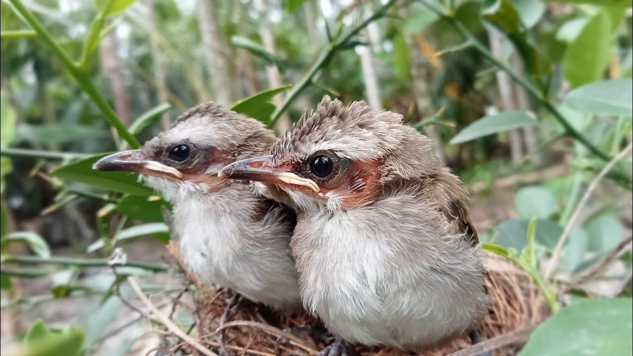 On the 4th day, the two baby trucukan birds started to be active in ...