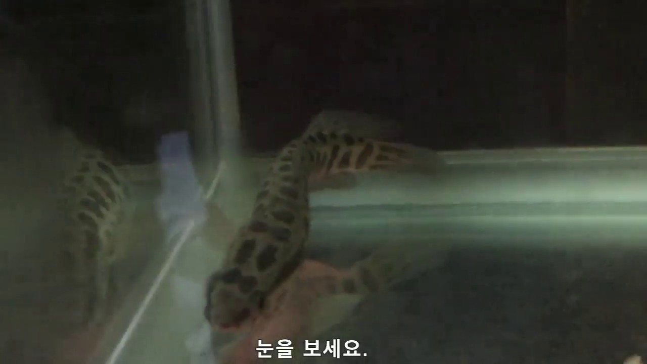Cute Northern Snakehead fry ☜ 귀여운 가물치 새끼 - YouTube