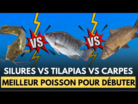 Pisciculture : Voici Le Poisson Le Plus Facile À Élever Quand On Débute ...