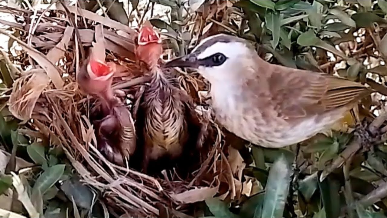 Yellow vented bulbul, two chicks fighting over food - YouTube