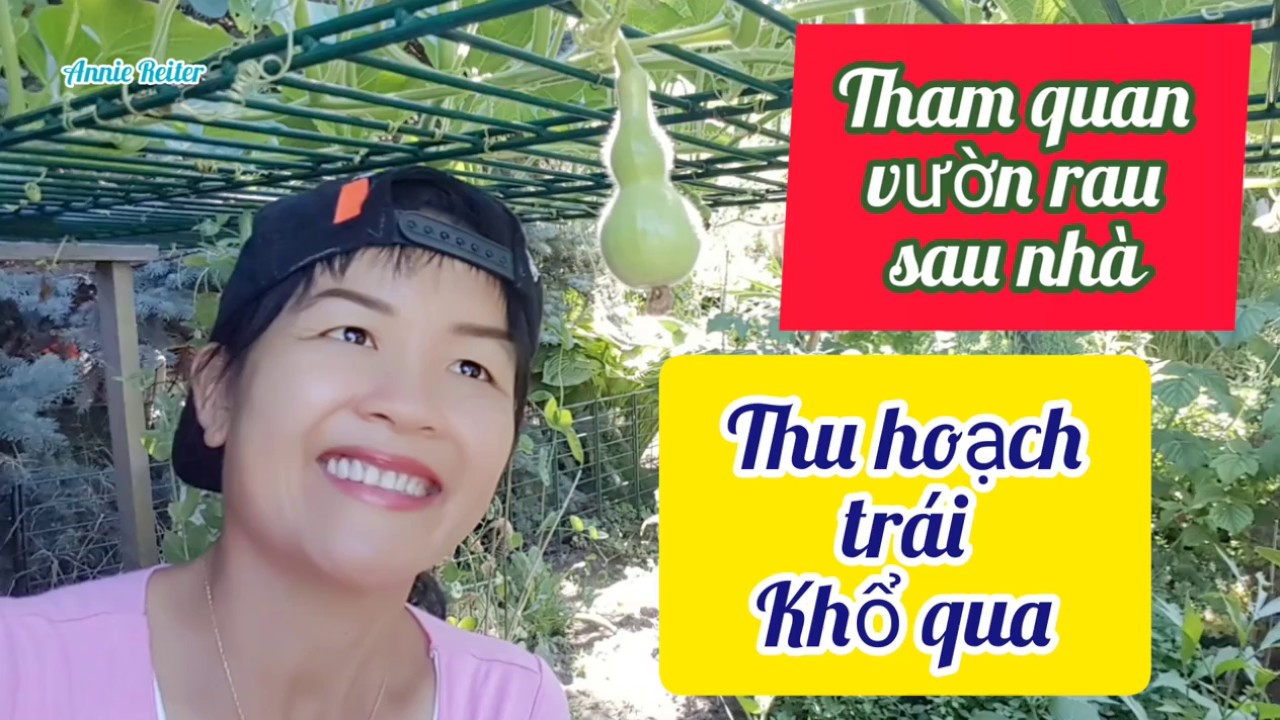 Tham quan vườn rau sau nhà-Thu hoạch trái khổ qua | harvest bittermelon ...