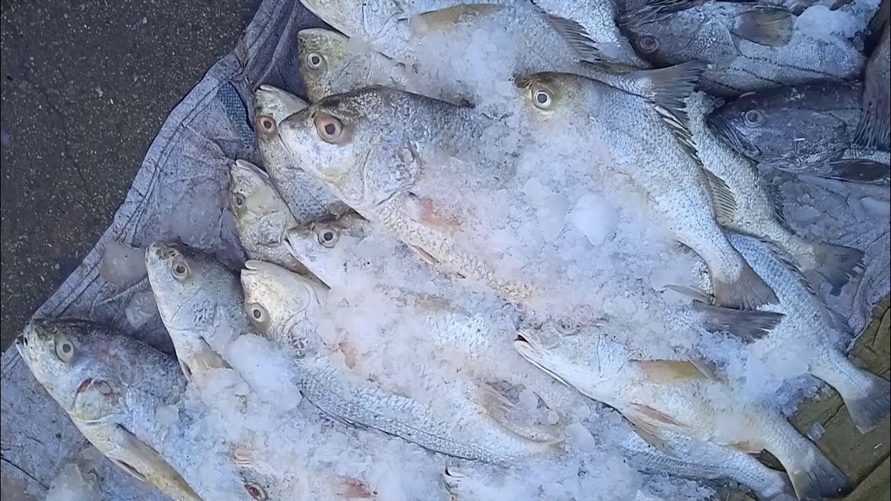 |fish video|fish information|machli me kanta aur wastage ki update ...